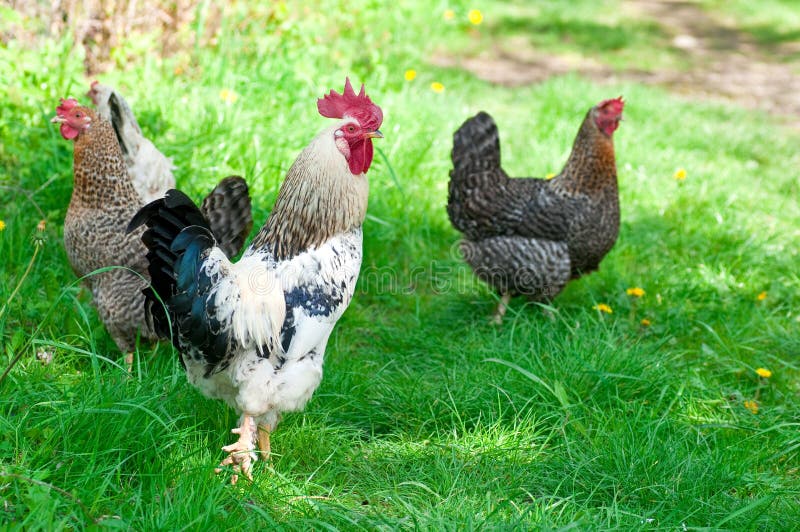 Hennen und Hahn stockfoto. Bild von schnabel, wiese, zaun - 80737186