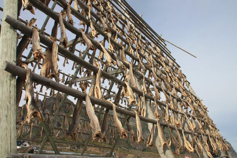 Henningsvaer fish racks stock image. Image of high, light - 15527131