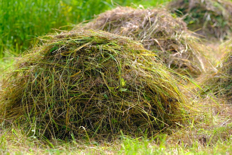 Heno Fresco El Heno De Buena Calidad Es Verde Y No Demasiado Grueso, E ...