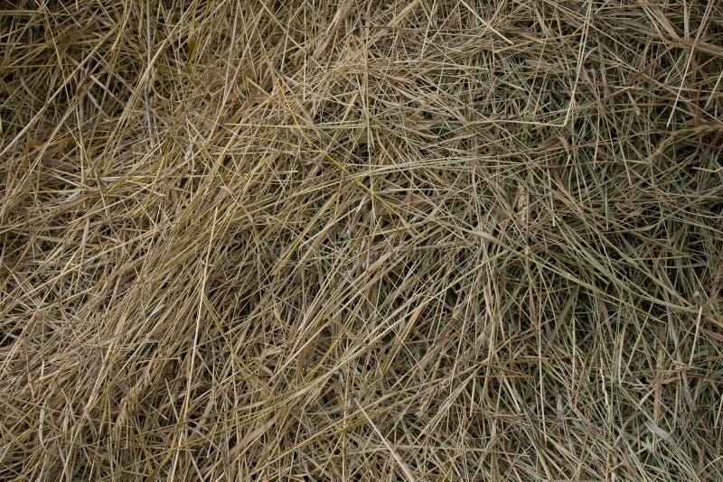 Heno Para El Alimento Para Animales Imagen de archivo - Imagen de ...