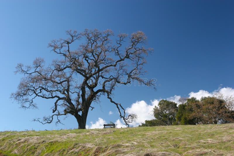 Henry Coe SP stock photo. Image of henry, mountain, northern - 5435000