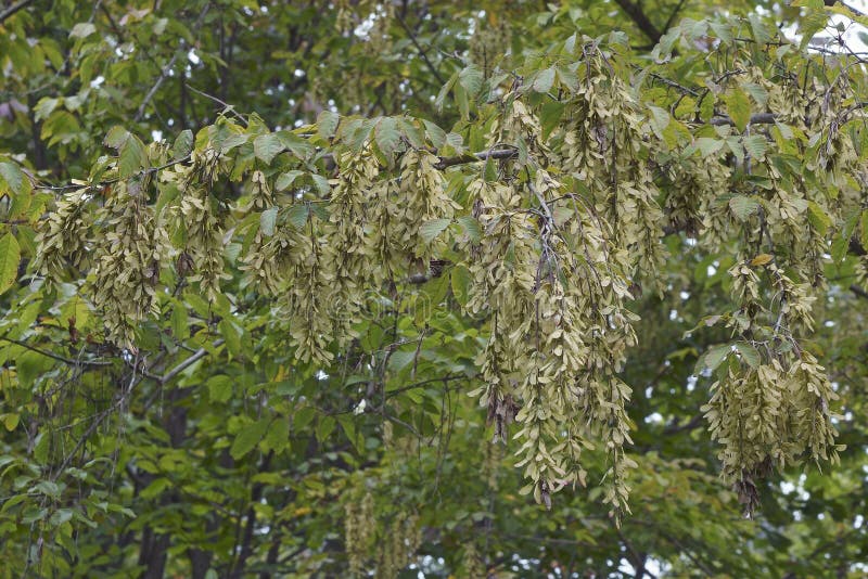 Henry`s Maple Tree with Seeds Stock Photo - Image of foliage, botany ...