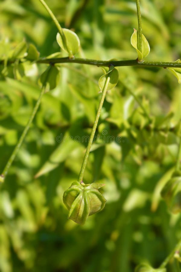 286 Tiger Lily Seed Stock Photos - Free & Royalty-Free Stock Photos ...