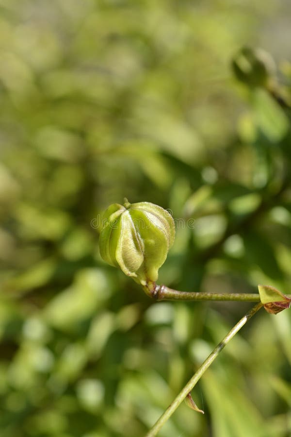 286 Tiger Lily Seed Stock Photos - Free & Royalty-Free Stock Photos ...