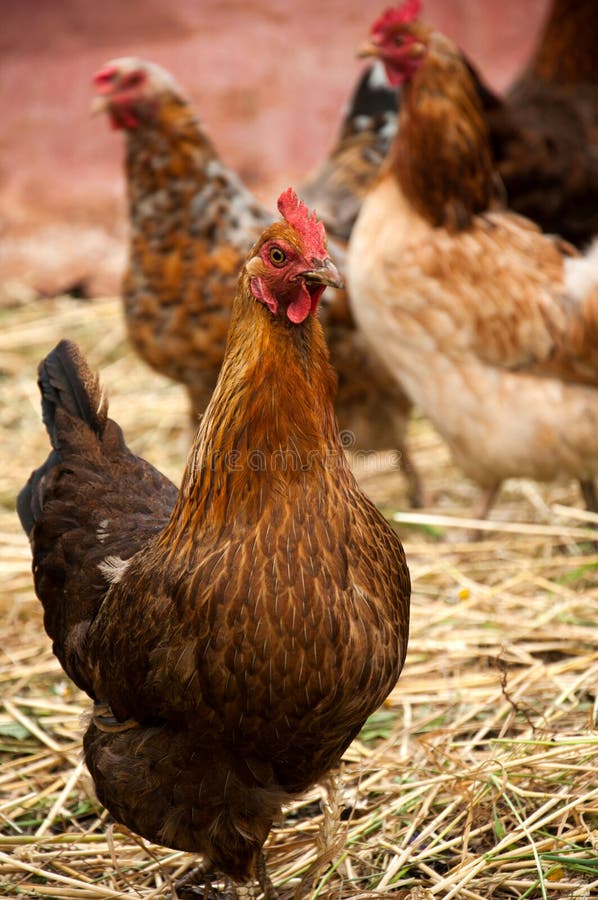 Hens stock image. Image of garden, poultry, rustic, village - 20265891