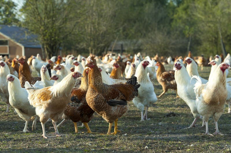 Fowl Run To Protect Chicken For Stock Photo - Image of feather, eggs ...