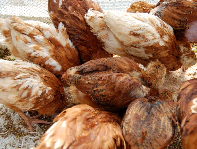 Hens stock photo. Image of group, stack, coop, hens, domestic - 5505904