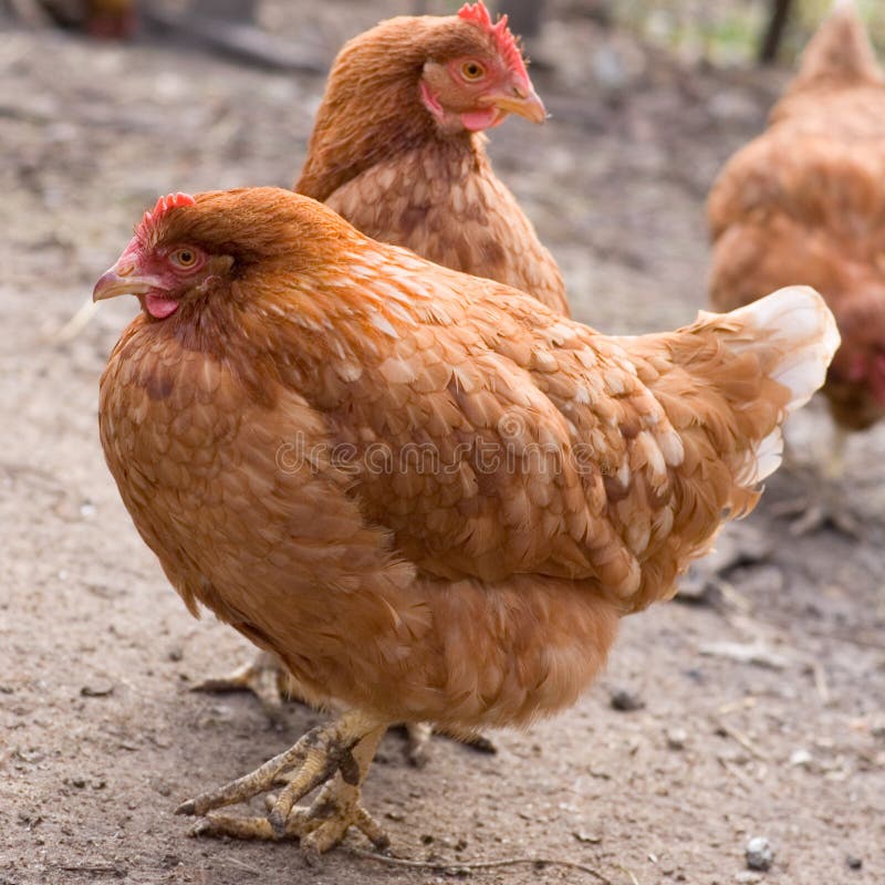 The Only One Alive In The Group Stock Photo - Image of yellow, flor ...