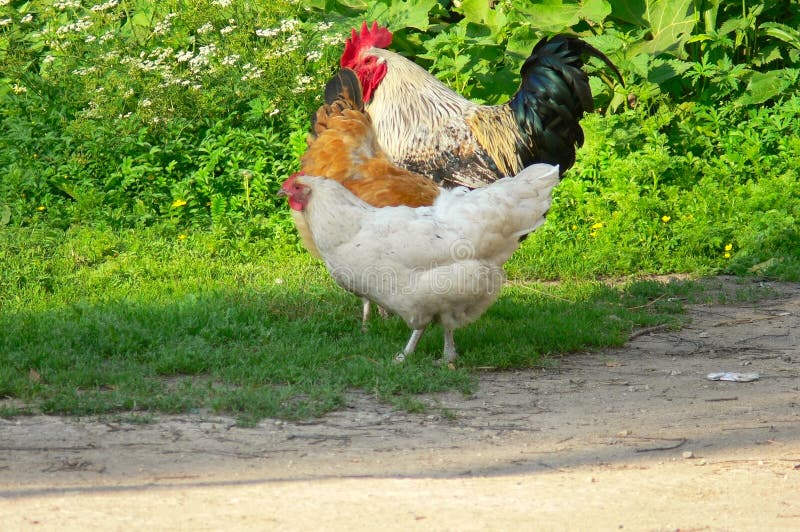 Hens stock image. Image of food, copy, life, bird, claw - 8286527