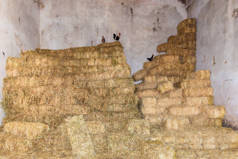 Hens over the top stock image. Image of feed, countryside - 116022387