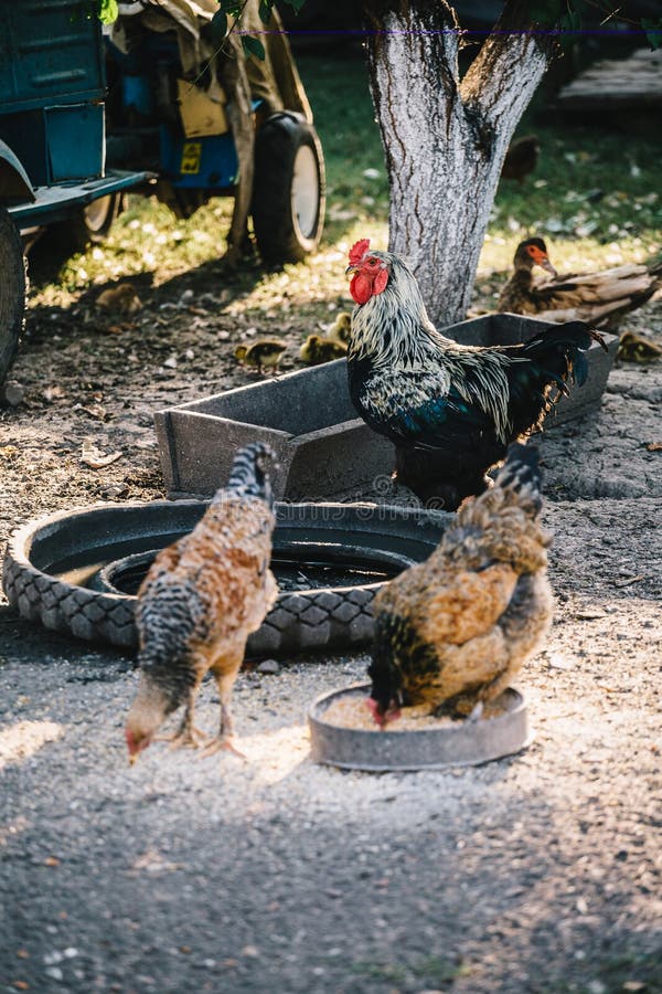 Hens in backyard feeding stock image. Image of natural - 98841707
