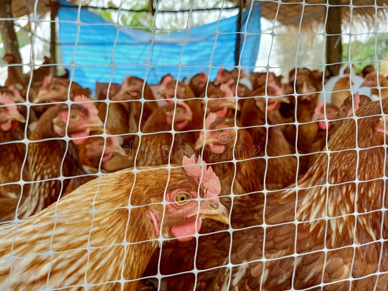 Hens behind plastic net. stock image. Image of wildlife - 191184259
