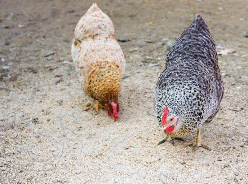 Hens on bio farm stock photo. Image of range, nature - 19146182