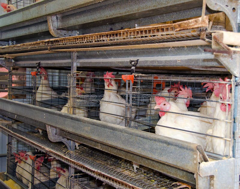 Chicken in the Factory, Hens in Cages Industrial Farm in Thailand ...
