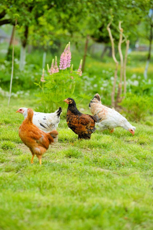 Hens and chickens stock photo. Image of chick, domestic - 54237080