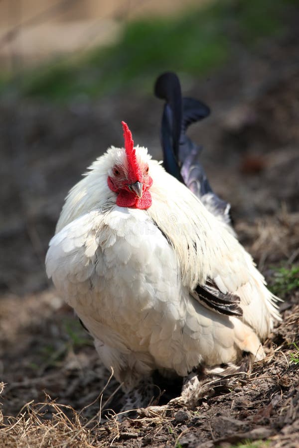 Hens and Chickens Raised on Organic Farm Stock Photo - Image of hens ...