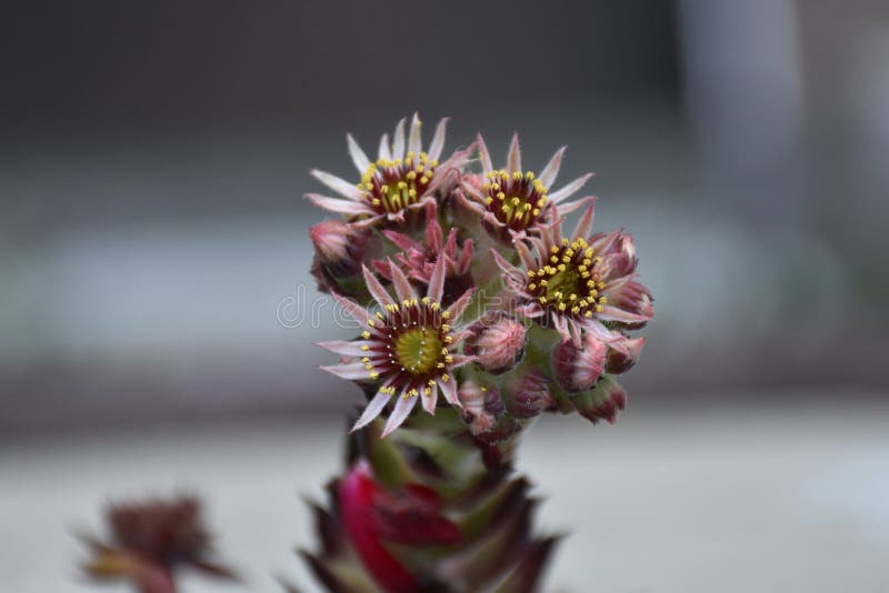 Hens and Chicks Plant Bloomed with a Few Tiny White-pink Flowers and ...