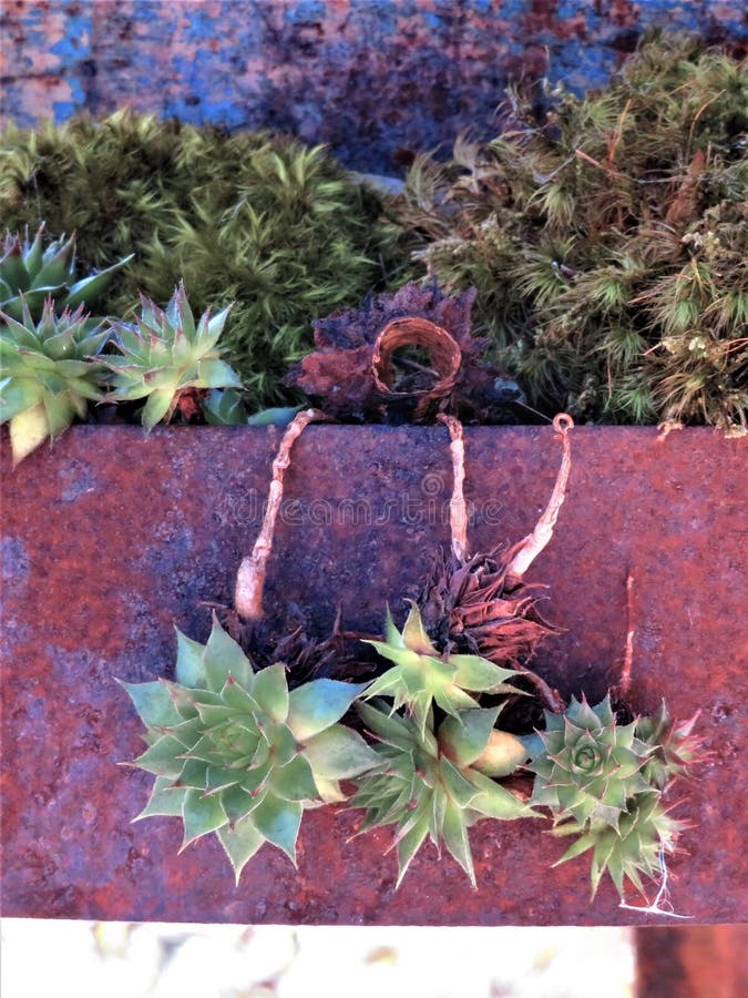 Hens and Chicks Succulents Hanging on Rusted Planter Stock Photo ...
