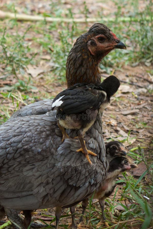 Hens and chicks. stock photo. Image of chick, nature - 87865846