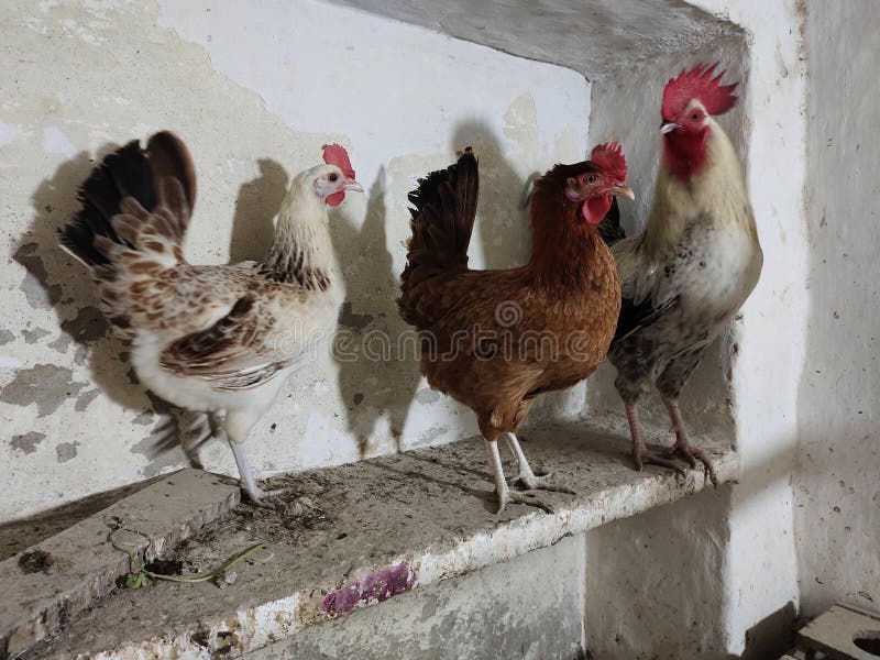 Hens an in house farming stock photo. Image of animal - 242738246
