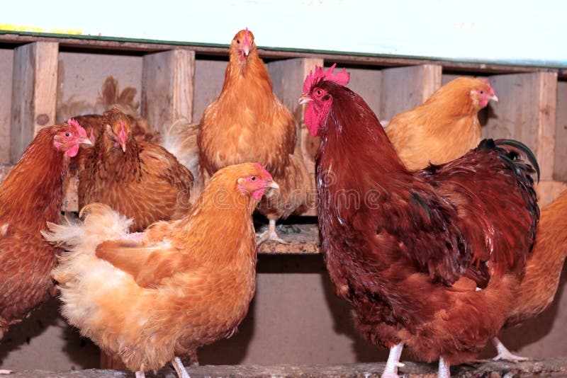 Hens in coop. stock photo. Image of farm, meat, organic - 99687930