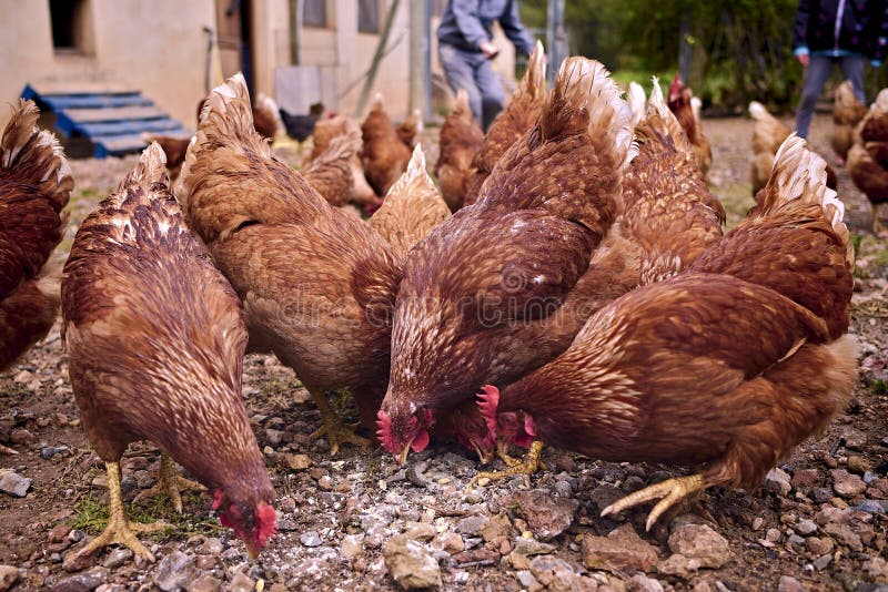 Hens eating stock photo. Image of farming, grain, claws - 35448498