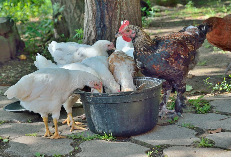 Hens eating 7 stock image. Image of farm, young, close - 66071621