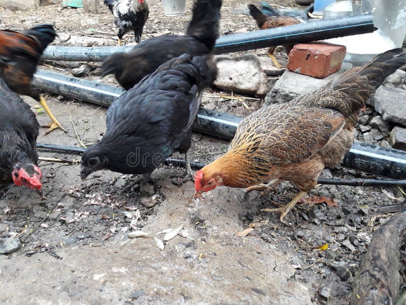 The hens are eating fish stock photo. Image of small - 195707038