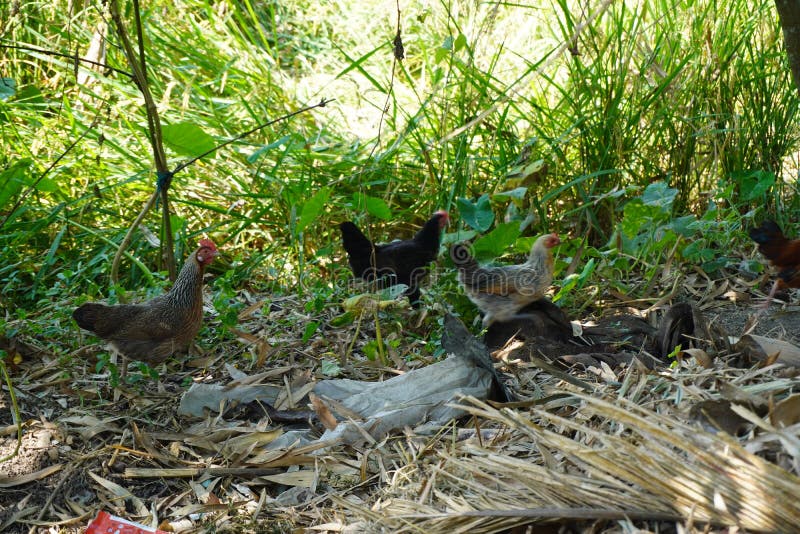 Hens in Ecological Organic Farm. Chicken in the Garden. Stock Image ...