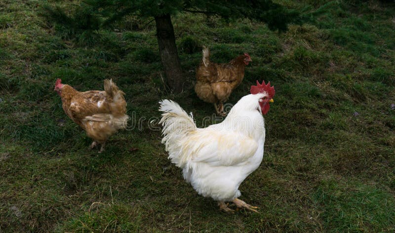 Hens Fair Farm Free Running Hen Stock Photo - Image of birds, eggs ...
