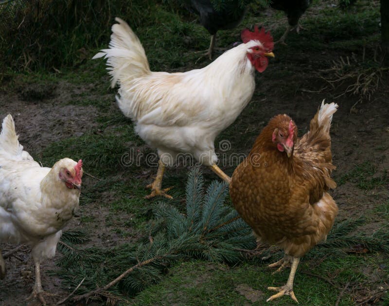 Hens Fair Farm Free Running Hen Stock Photo - Image of birds, eggs ...