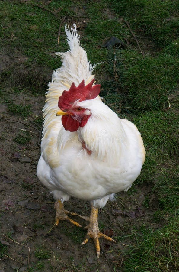 Hens Fair Farm Free Running Hen Stock Photo - Image of birds, eggs ...