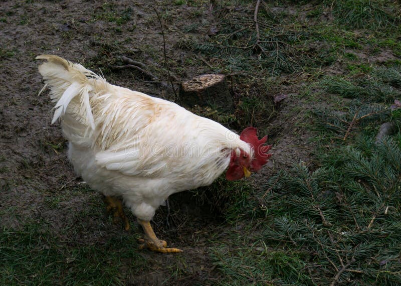 Hens Fair Farm Free Running. Stock Photo - Image of feathered, brown ...