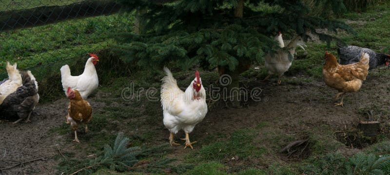 Hens Fair Farm Free Running Hen Stock Photo - Image of birds, eggs ...
