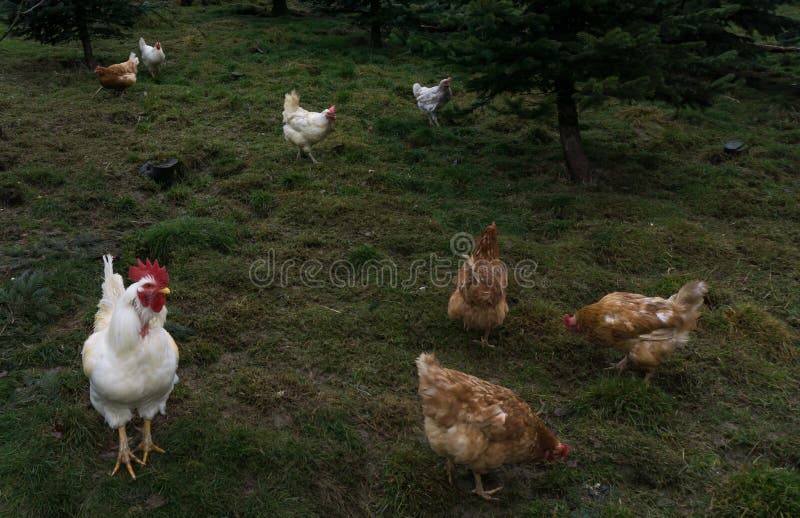 Hens Fair Farm Free Running. Stock Image - Image of beak, agriculture ...