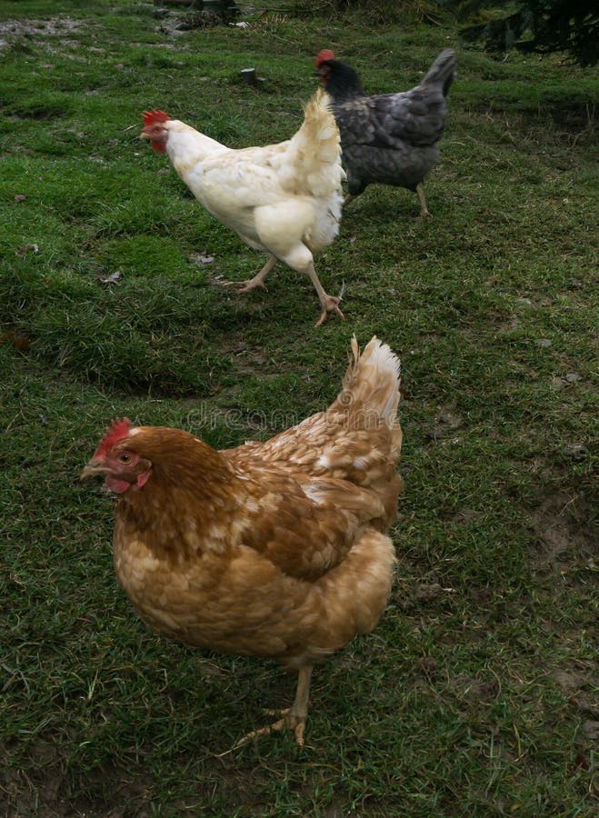 Hens Fair Farm Free Running Hen Stock Image - Image of cage, creature ...