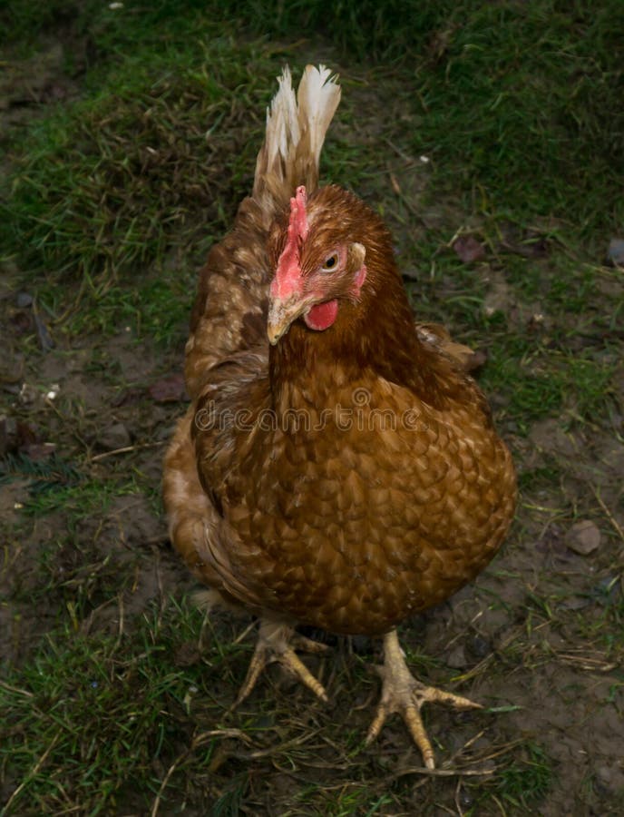 Hens Fair Farm Free Running Hen Stock Image - Image of eggs, feathered ...