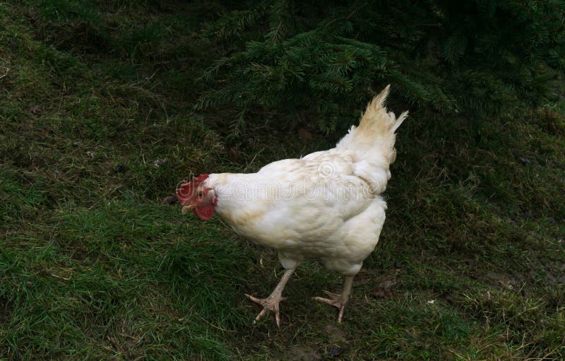 Hens Fair Farm Free Running Hen Stock Photo - Image of animals ...