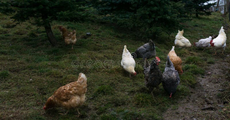 Hens Fair Farm Free Running Hen Stock Photo - Image of birds, eggs ...