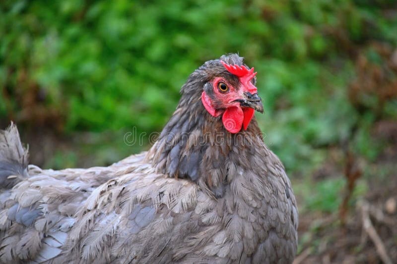 Hens on the Farm. Concept for Animals and Agriculture Stock Photo ...