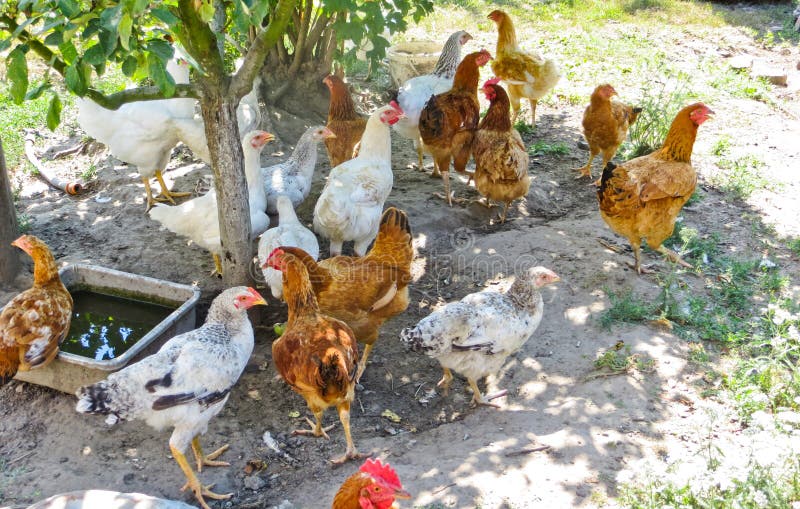Hens on a farmyard stock photo. Image of agricultural - 82961692
