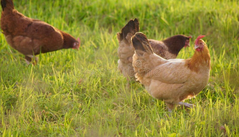 Hens in field stock photo. Image of farming, poultry - 197966114