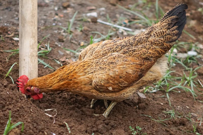 Hens foraging in the field stock image. Image of cockerel - 357324693