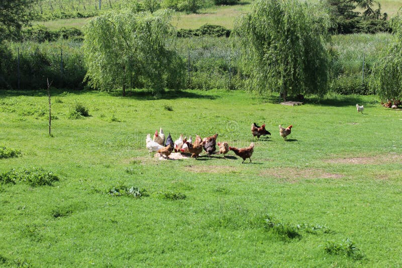 Hens stock image. Image of field, poultry, animal, happy - 53998015