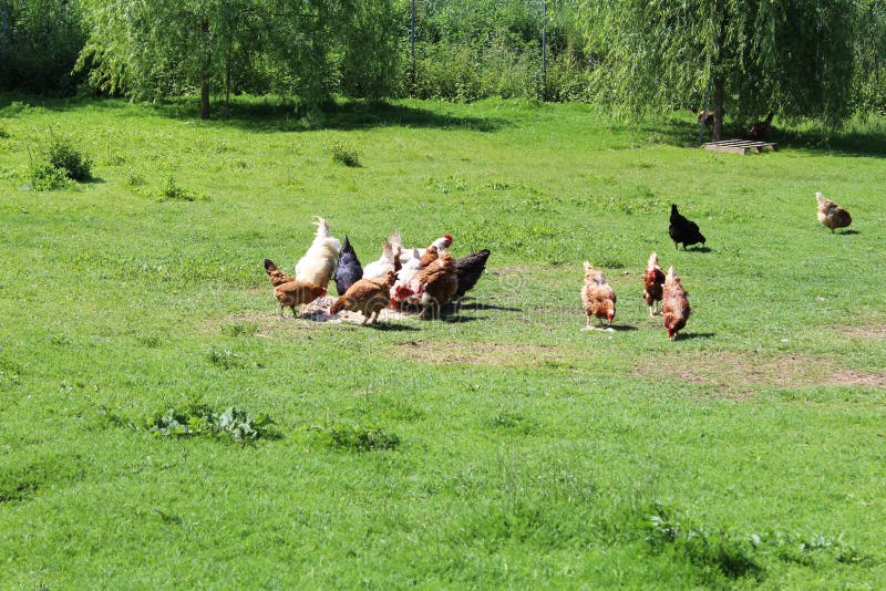 Hens stock photo. Image of field, hens, agriculture, animal - 53998018