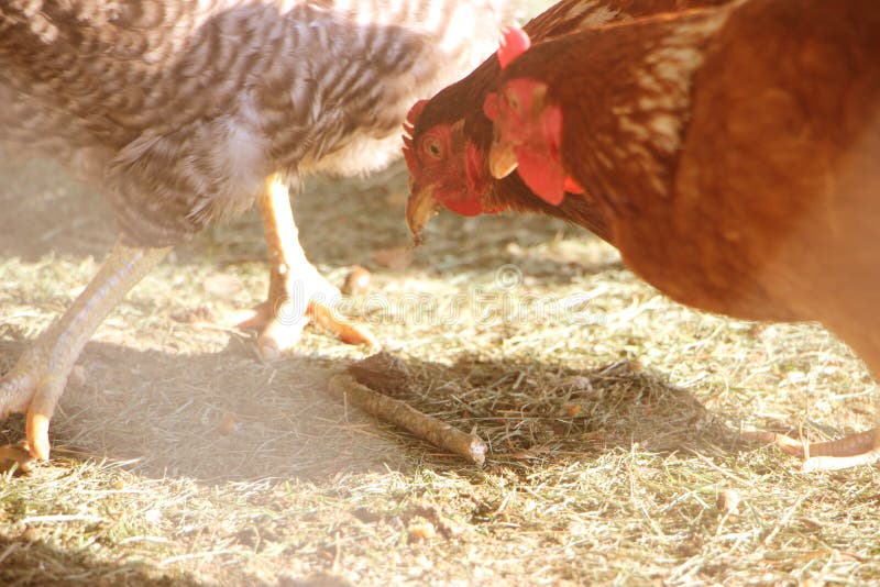 Hens in a Free Range Farm. this Hens Lay First Quality Organic Eggs ...