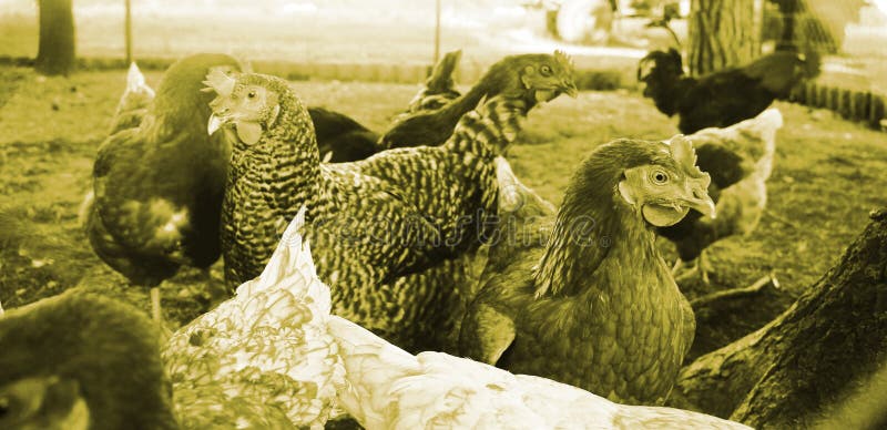 Hens in a Free Range Farm. this Hens Lay First Quality Organic Eggs ...