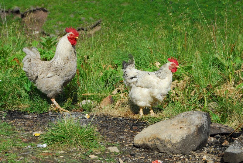 Hens stock image. Image of group, head, herd, overcast - 52524759