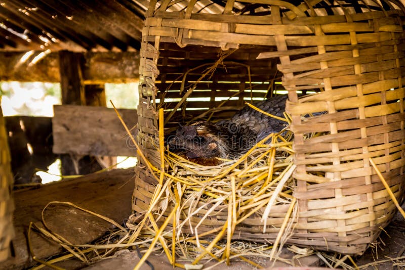 Hens hatch stock image. Image of nature, closeup, mother - 89029885