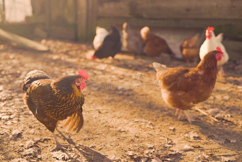 Hens Inside the Yard of the Chicken Coop Under Sunset Light Stock Photo ...